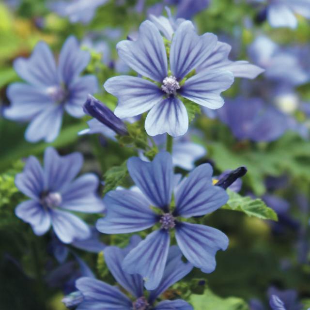 Malva sylvestris Primley Blue - Mauve sylvestre - Petite vivace ou ...