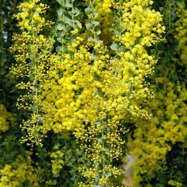 Acacia pravissima Lemon Twist - Mimosa pleureur à floraison jaune citron