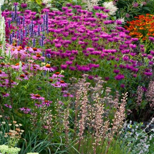 Monarde Scorpion - Monarda Bergamote - Vivace aromatique à fleurs lie ...