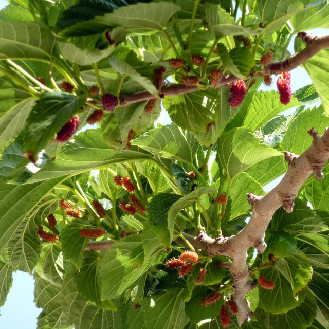 Morus kagayamae, bombycis, australis - Mûrier platane ou à feuilles de ...