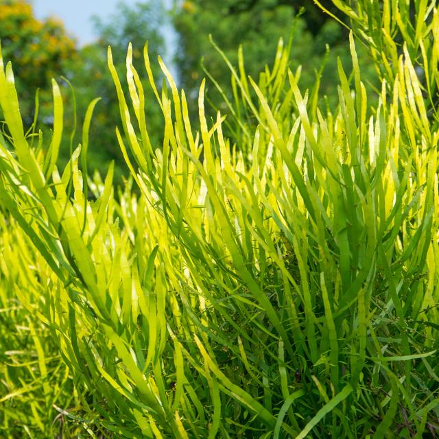 Muehlenbeckia platyclada - Homalocladium platycladum - Plante ruban