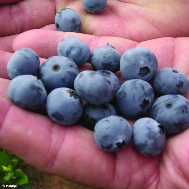 Vaccinium corymbosum Cabernet Splash - Myrtillier d’Amérique à ...