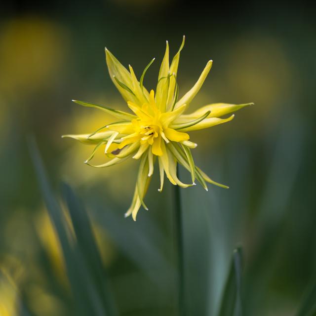 Narcissus pumilus Rip Van Winkle - Mini narcisse aux petites fleurs ...