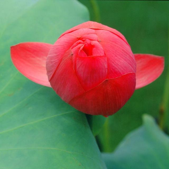 Nymphaea Fabiola - Nénuphar rose - Plante aquatique
