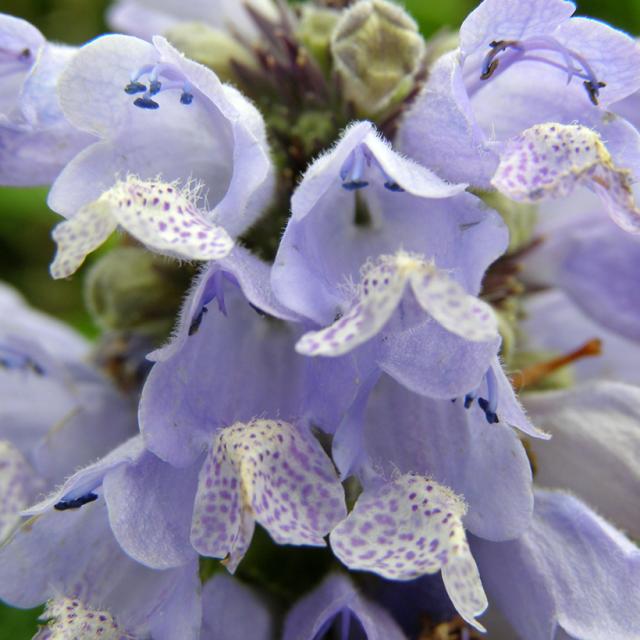 Nepeta subsessilis Blue Panther - Cataire - Herbe aux chats aux fleurs ...