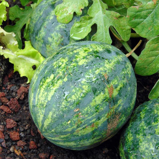 Pastèque Mini-Love F1 - plants greffés pour potager