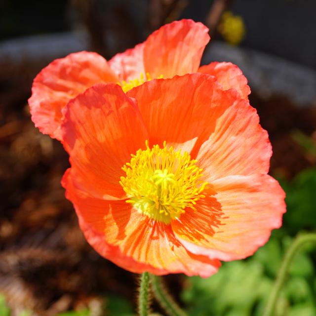 Papaver nudicaule Champagne Bubbles Mix - Pavot d'Islande hybride en ...