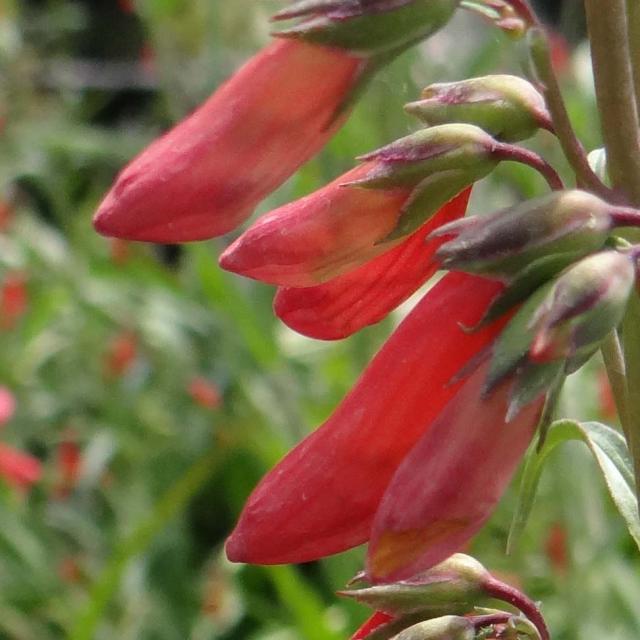Penstemon barbatus Coccineus - Galane vivace à longue floraison rouge vif.
