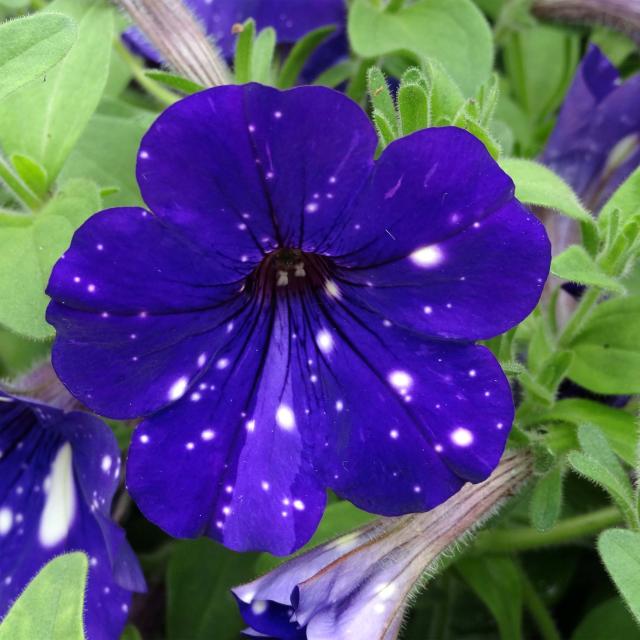 Petunia Night Sky - Pétunia semi-retombant, vigoureux, aux grandes ...
