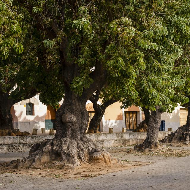 Phytolacca dioica - Belombra, Raisinier dioïque - Arbre pour climats ...