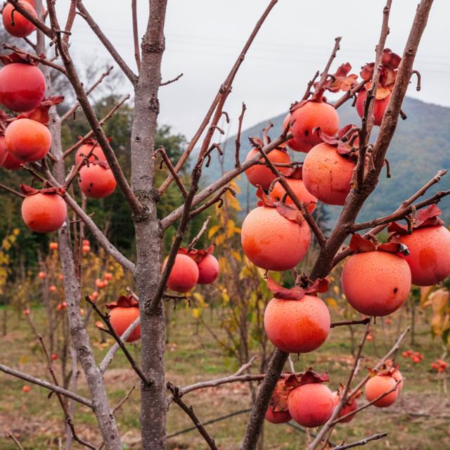 Diospyros kaki Nikita’s Gift - Plaqueminier - variété autofertile ...