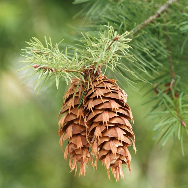 Pseudotsuga menziesii ou douglasii – Sapin ou pin Douglas de l'Oregon ...