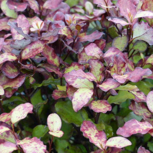 Pseudowintera colorata Red Leopard - Drimys colorata compact et éclatant