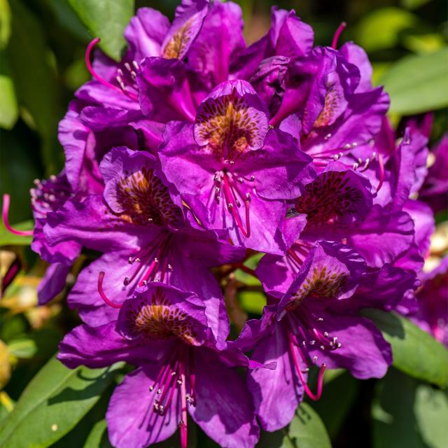 Rhododendron Red Eye - Grand arbuste à floraison rose fuchsia pourprée