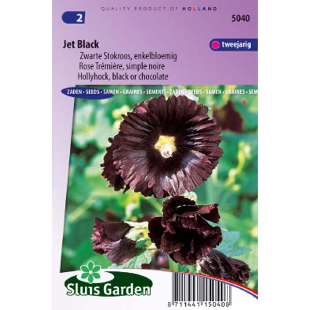 Rose trémière noire Jet Black - Alcea rosea Nigra