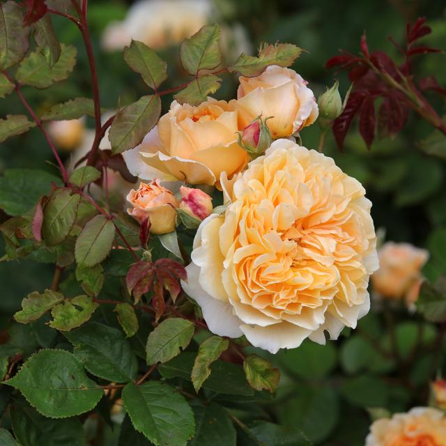 Rosa Crown Princess Margareta - Auswinter- Rose anglaise David Austin ...