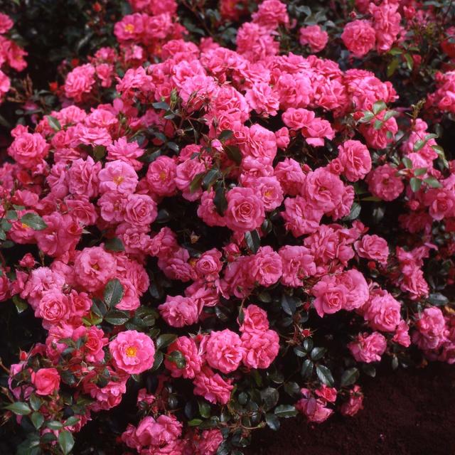 Rosa Rekord Pink Emely Korselary - Buisson à fleurs semi-doubles rose ...