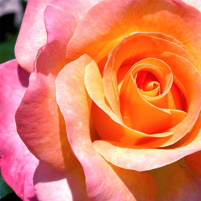 Rosier floribunda Rochemenier Village - Buisson à fleurs doubles rose ...