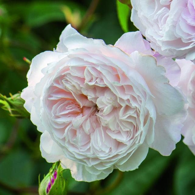 Rosa Albrighton Rambler® - Ausmobile - Rose anglaise David Austin - Une ...