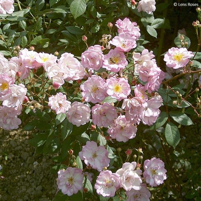 Rosier Twins LENtrifel - Arbuste à petites fleurs rose clair en bouquets