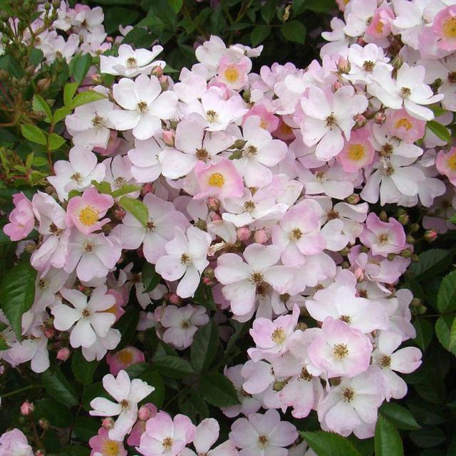 Rosier Robe Fleurie - Couvre-sol remontant, très florifère, en bouquets ...