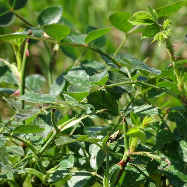 Rosier nain Lilliputs Roxy Korsineo label ADR - Miniature, à floraison ...