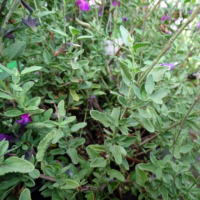 Salvia greggii Arctic Blaze Purple Novasalpur - Sauge arbustive ...