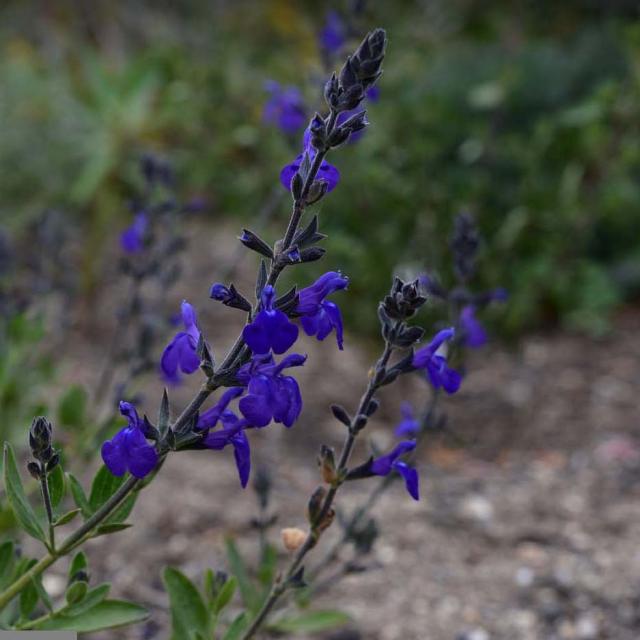 Sauge arbustive Blue Note - Salvia microphylla - Un hybride arbustif, à ...