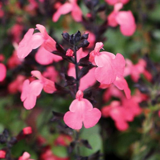 Salvia greggii Mirage Salmon - Sauge arbustive compacte à fleurs rose ...