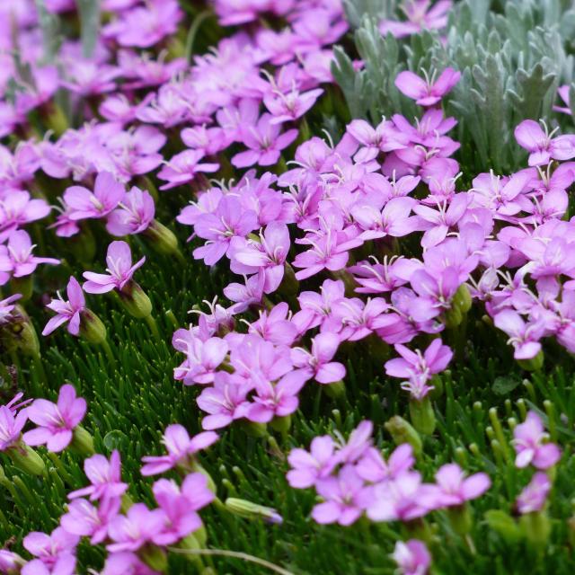 Silène acaule - Vivace montagnarde couvre sol à ravissantes fleurs roses