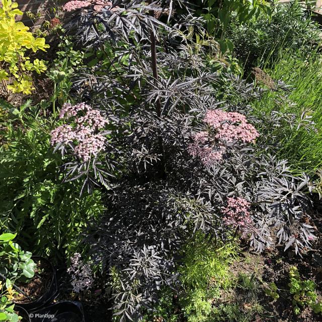 Sambucus nigra Cherry Lace Hyfjolais - Sureau au feuillage sombre ...