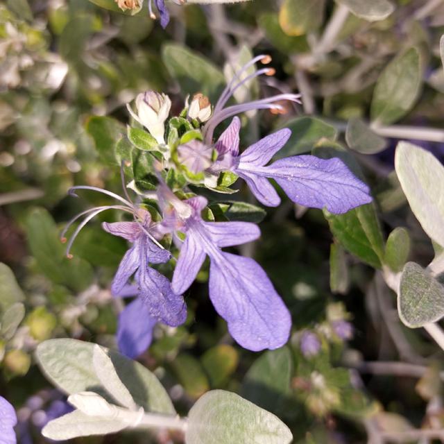 Germandrée arbustive Azureum - Teucrium fruticans à fleurs bleu soutenu