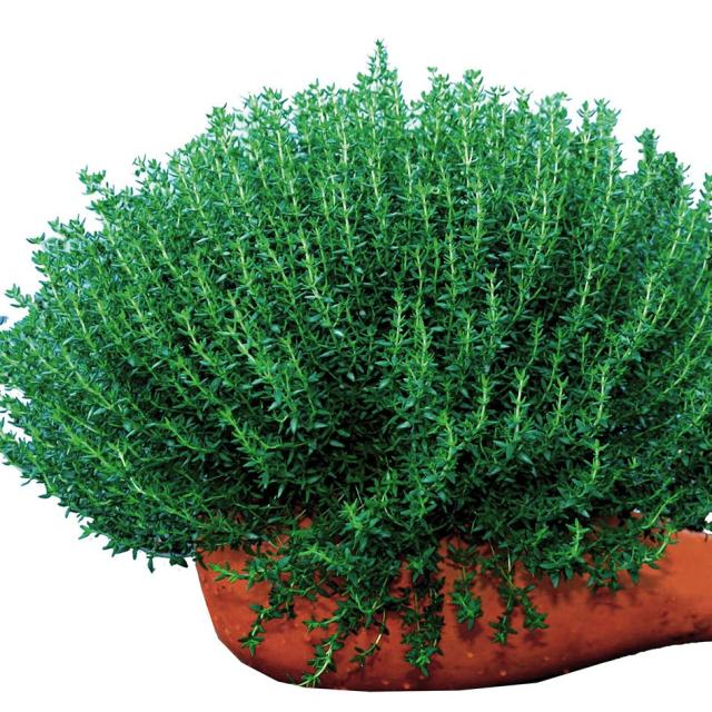 Thym faustinoi ou Faustini - Thymus vulgaris en plant