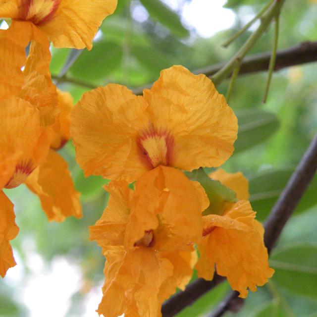 Tipuana tipu - Arbre à fleurs jaunes pour climats doux