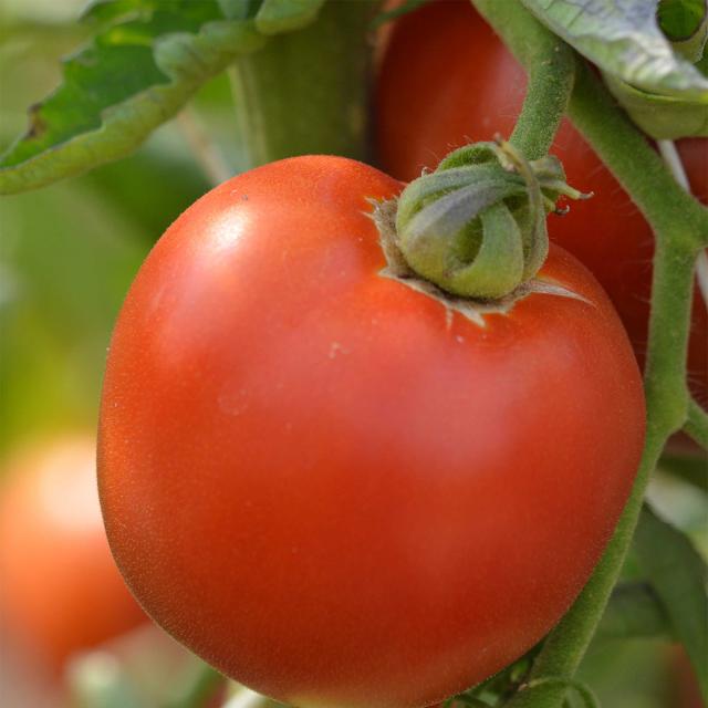 Tomate Burpee Delicious - Graines Bio - Ferme de Sainte Marthe