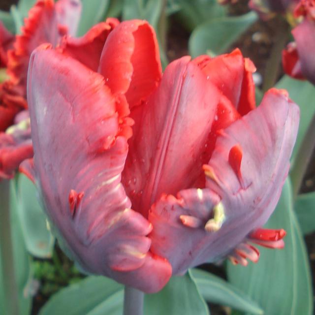 Tulipe Perroquet double Rococo - Bulbe - Des fleurs doubles rouges et ...