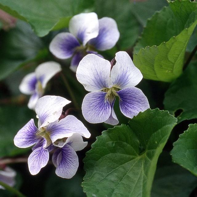 Viola sororia Priceana - Une violette vivace à fleurs blanches maculées ...