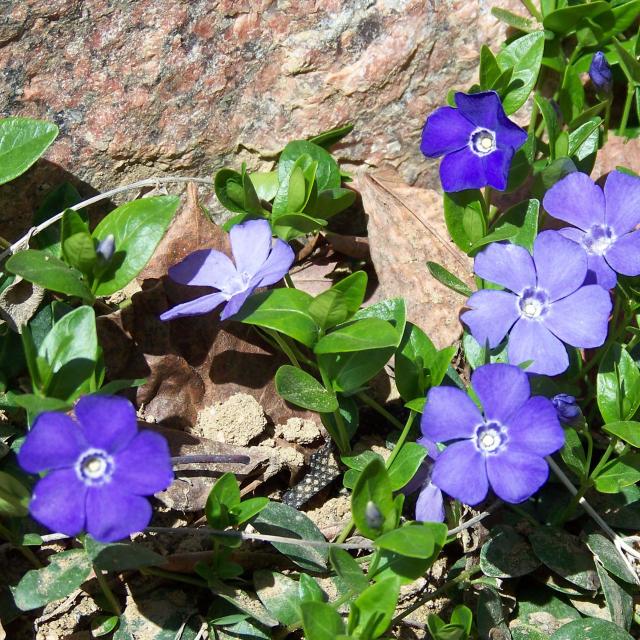 Vinca minor- Petite pervenche - Couvre sol persistant à fleurs bleu ...