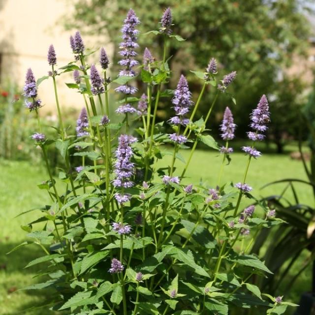 Agastache Blue Fortune – Longs épis bleu lavande sur feuillage aromatique