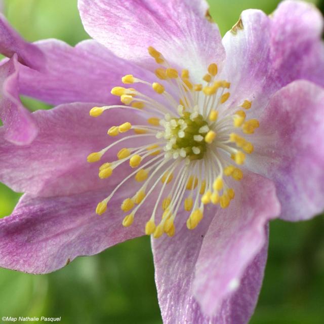 Anémone des bois Westwell Pink - Anemone nemorosa ou sylvie rose
