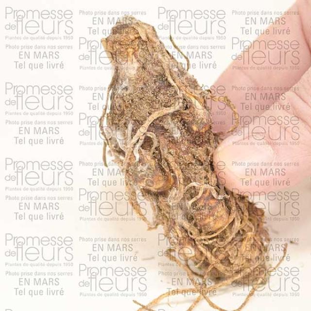 Calla ou zantedeschia, l'arum vert et blanc hybride très tendance