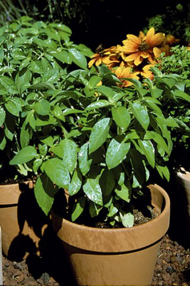 Basilic Marseillais - Ocimum basilicum - Graines Vilmorin