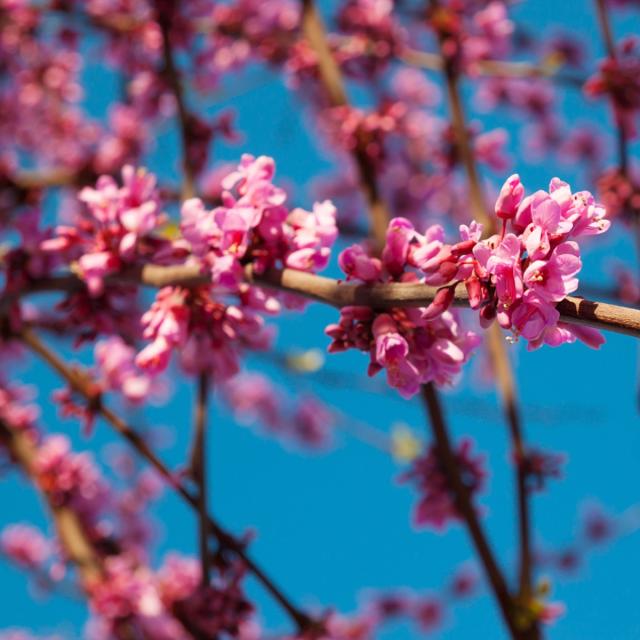Cercis canadensis Red Force - Superbe Gainier du Canada au feuillage ...
