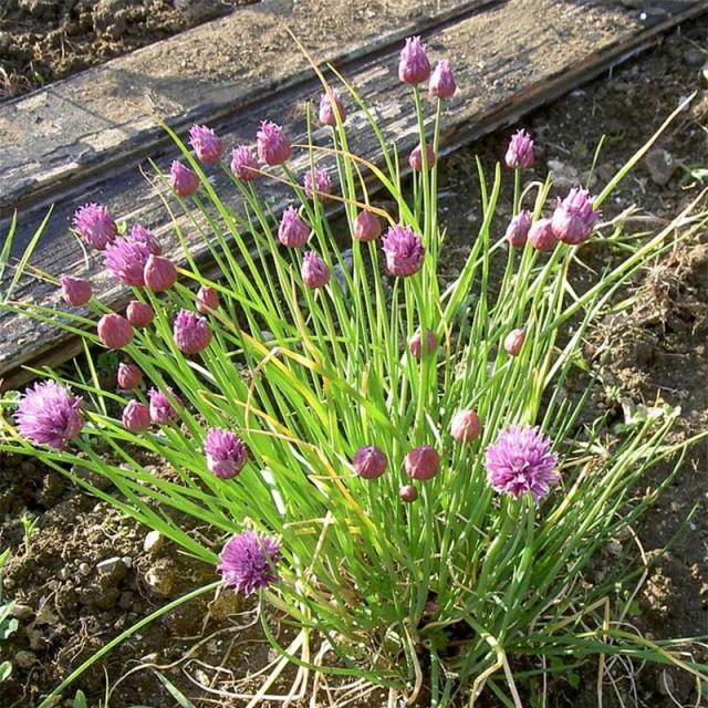 Ciboulette - Allium schoenoprasum - Plant d'Aromatique issu de l ...