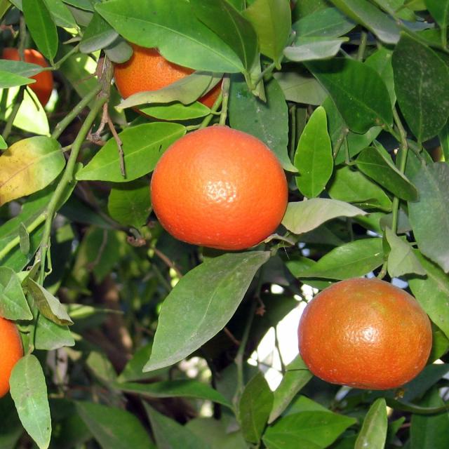 Clémentinier - Citrus clementina – Clémentines presque sans pépins