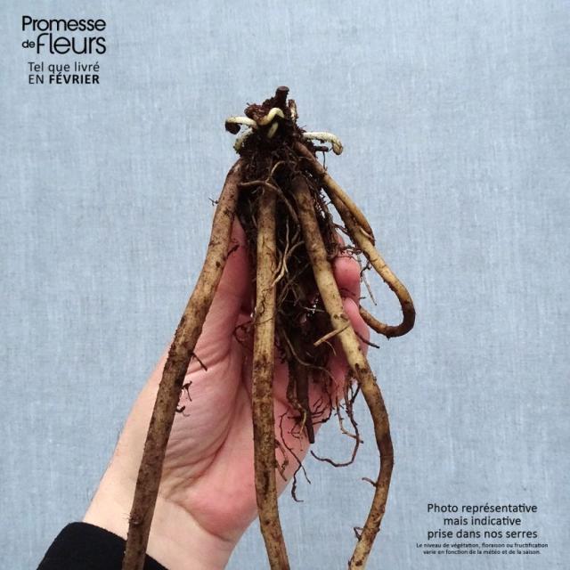 Acanthus mollis - Acanthe à feuilles molles