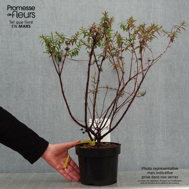 Millepertuis Peter Dummer - Hypericum dummeri - Couvre-sol polyvalent