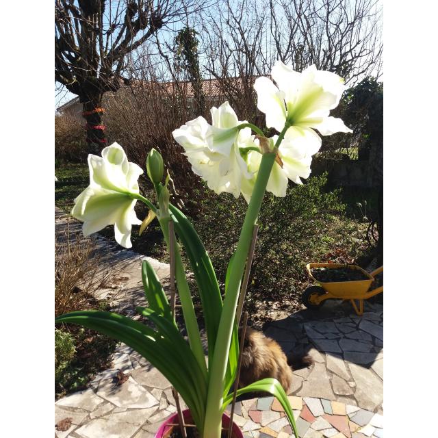 Amaryllis Marilyn – Hippeastrum – Plante bulbeuse aux grandes fleurs doubles blanches ...