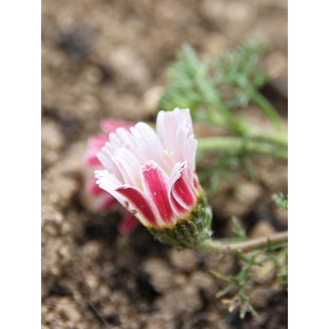 Anacyclus pyrethrum var. depressus - Pyrèthre d'Afrique