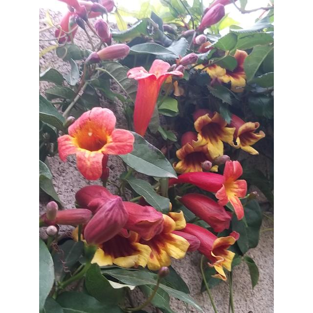 Bignonia capreolata - Campsis capreolata aux fleurs au parfum de café